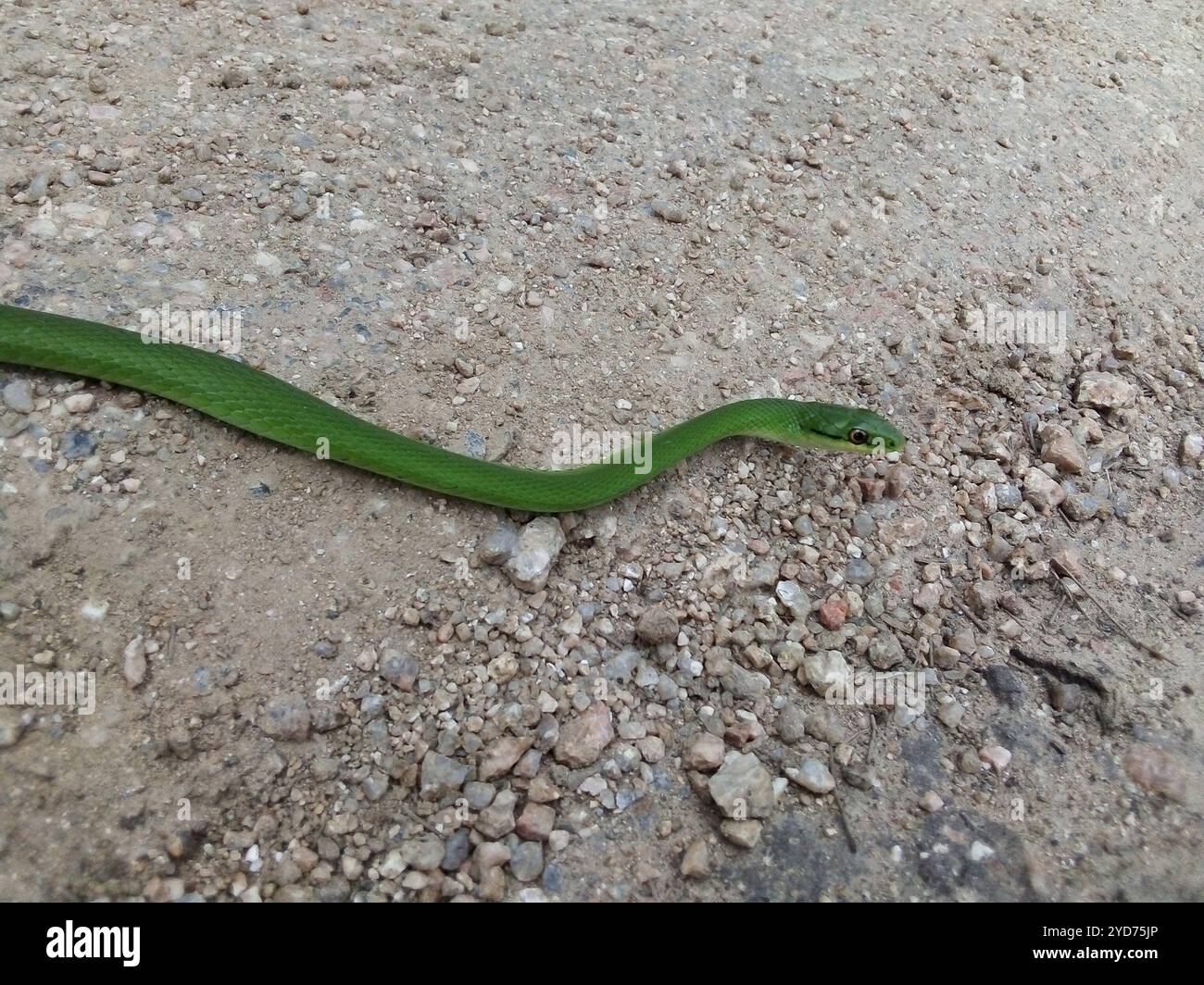 Brazilian Green Racer (Philodryas aestiva Stock Photo - Alamy