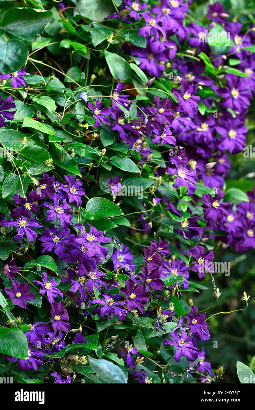 clematis etoile violette,group 3 clematis,purple flowers,flowering ...