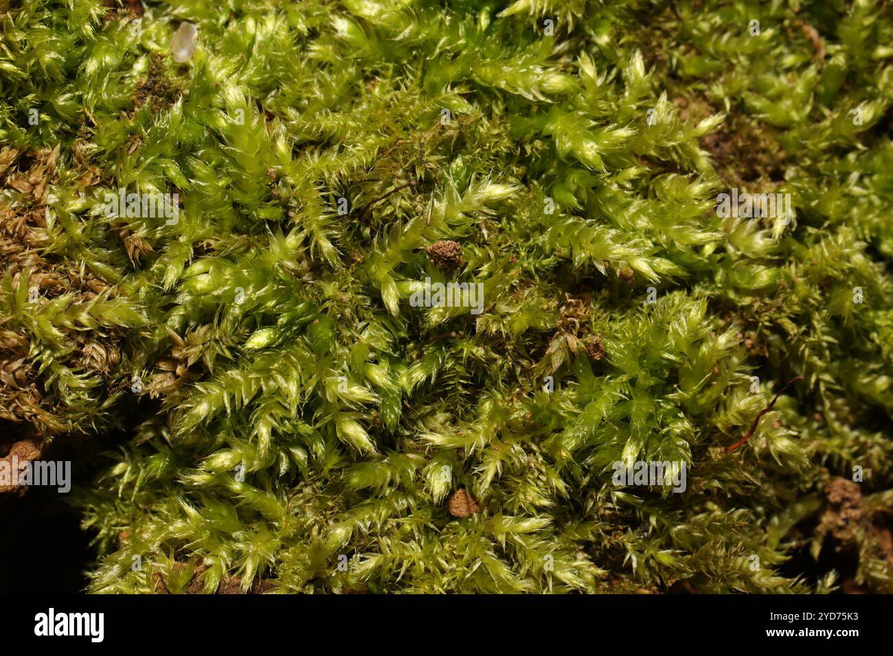Rough-stalked Feather-moss (Brachythecium rutabulum Stock Photo - Alamy