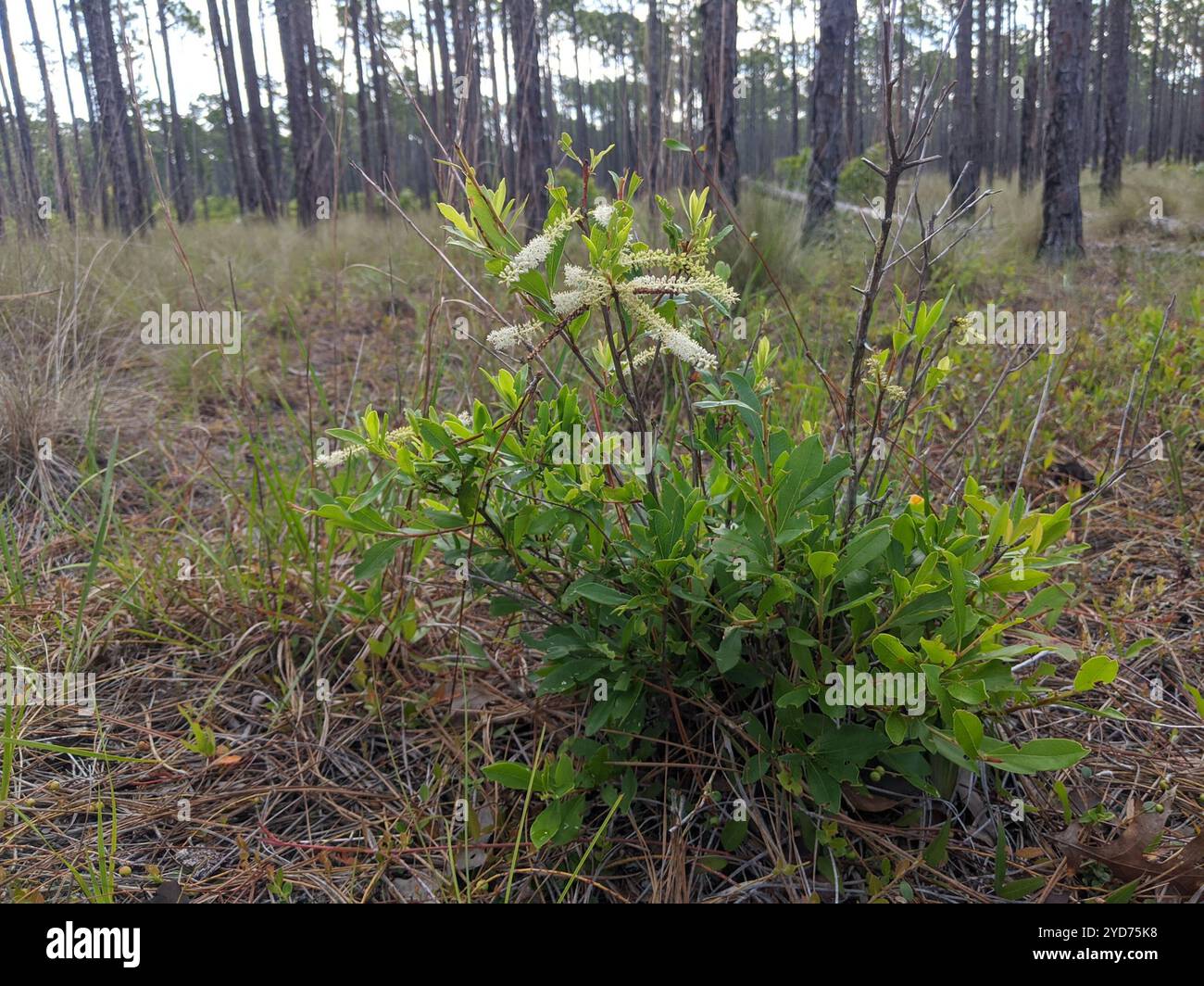 Swamp titi (Cyrilla racemiflora Stock Photo - Alamy