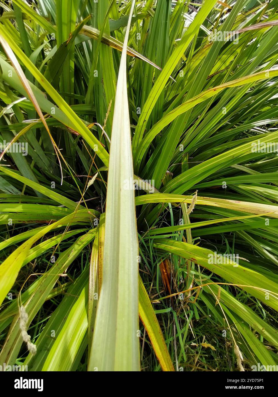 Bush Flax (Astelia fragrans Stock Photo - Alamy