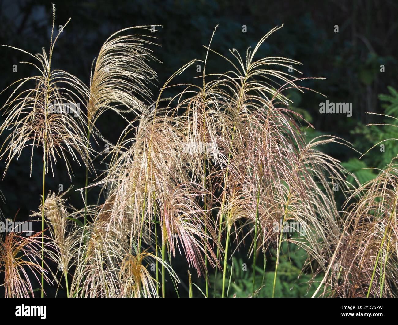 Chinese silver grass (Miscanthus sinensis Stock Photo - Alamy