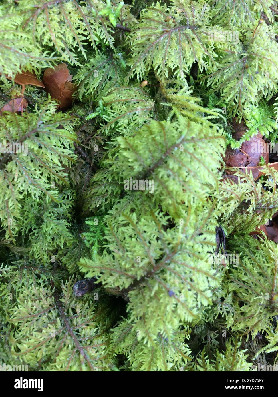 stairstep moss (Hylocomium splendens Stock Photo - Alamy