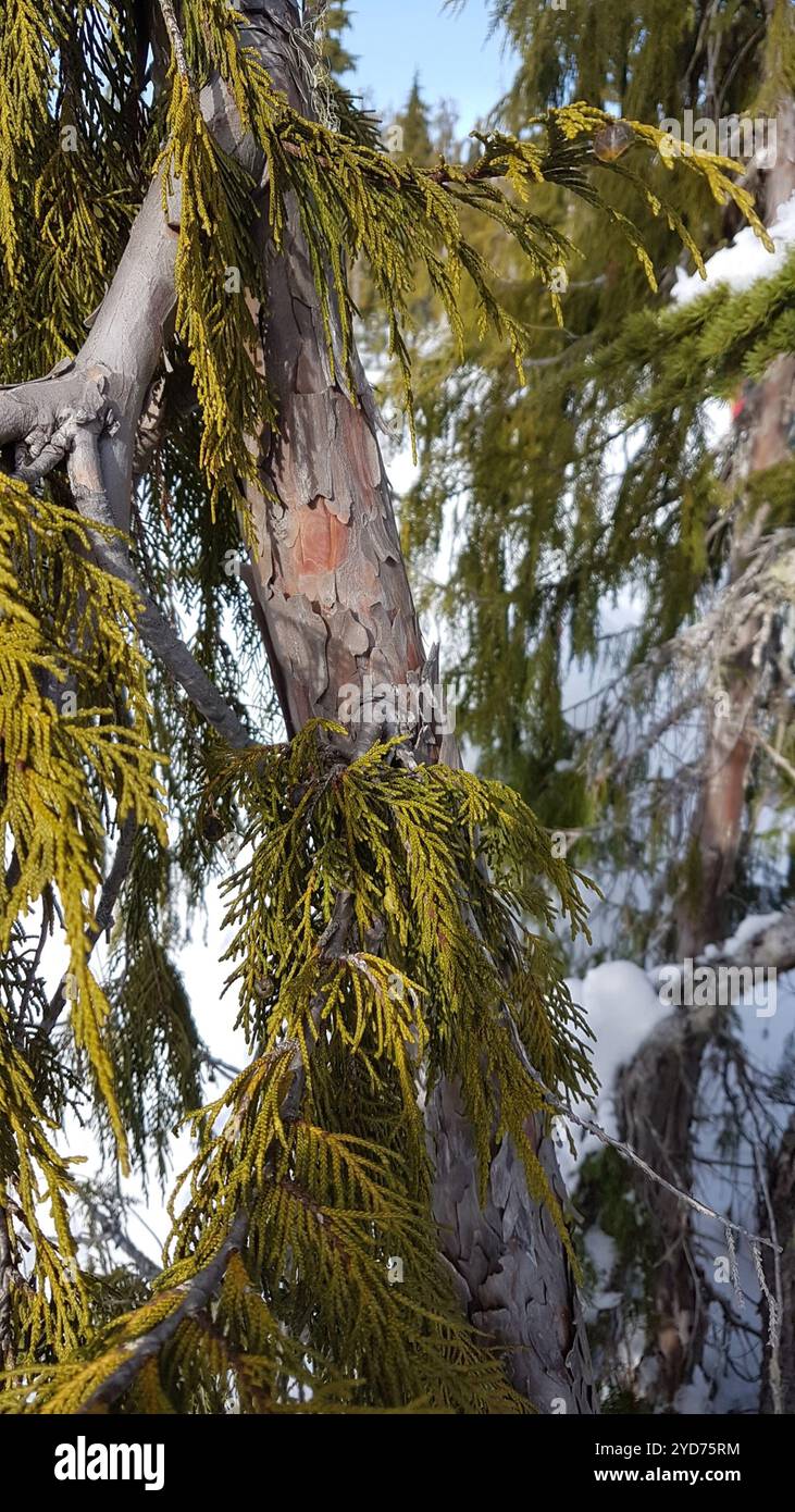 Alaska yellow cedar (Callitropsis nootkatensis Stock Photo - Alamy