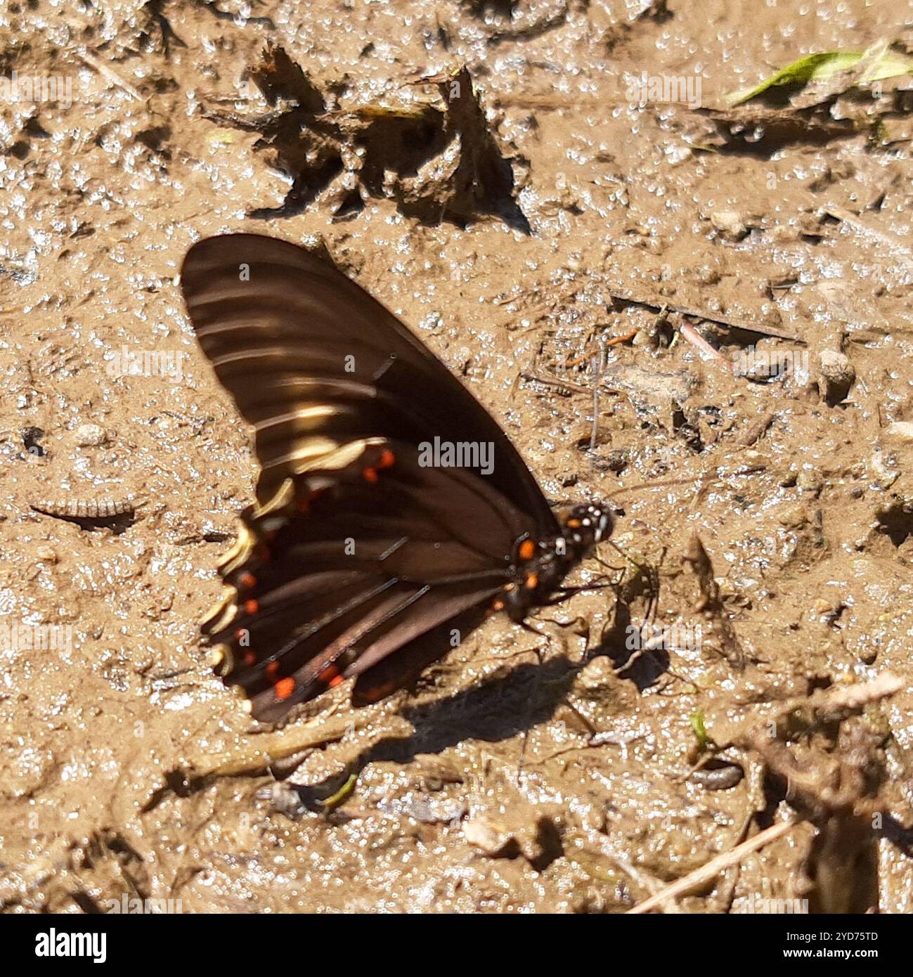 Polydamas Swallowtail (Battus polydamas Stock Photo - Alamy