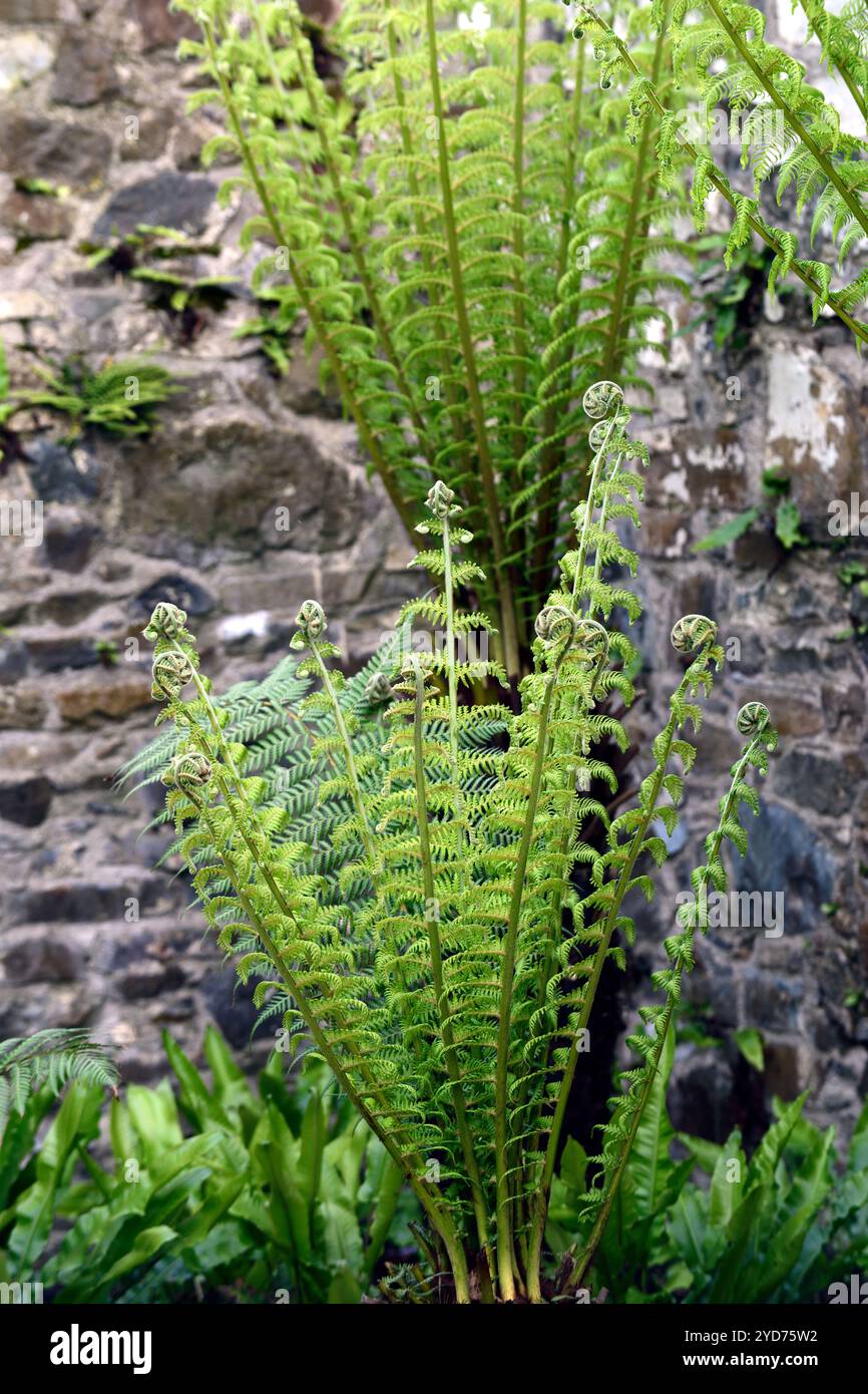 Dicksonia Antartica,Tree Fern,patio,shaded,shady,shade,area,fernery ...