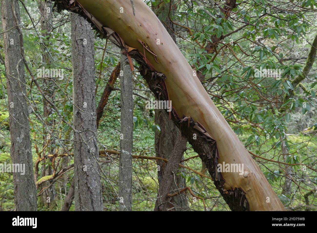Pacific madrone (Arbutus menziesii Stock Photo - Alamy