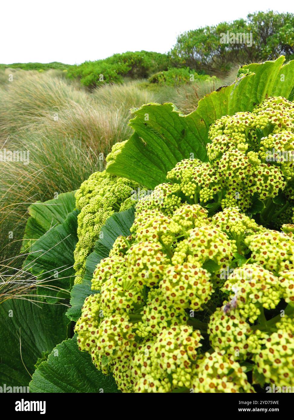 Azorella polaris hi-res stock photography and images - Alamy