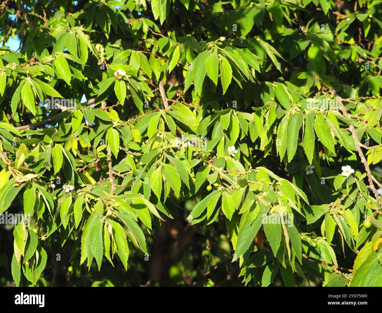 calabur tree (Muntingia calabura Stock Photo - Alamy