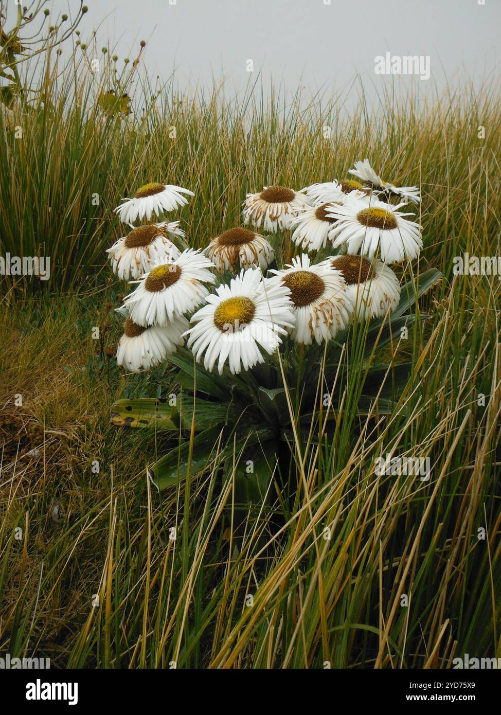 Large Mountain Daisy (Celmisia semicordata Stock Photo - Alamy