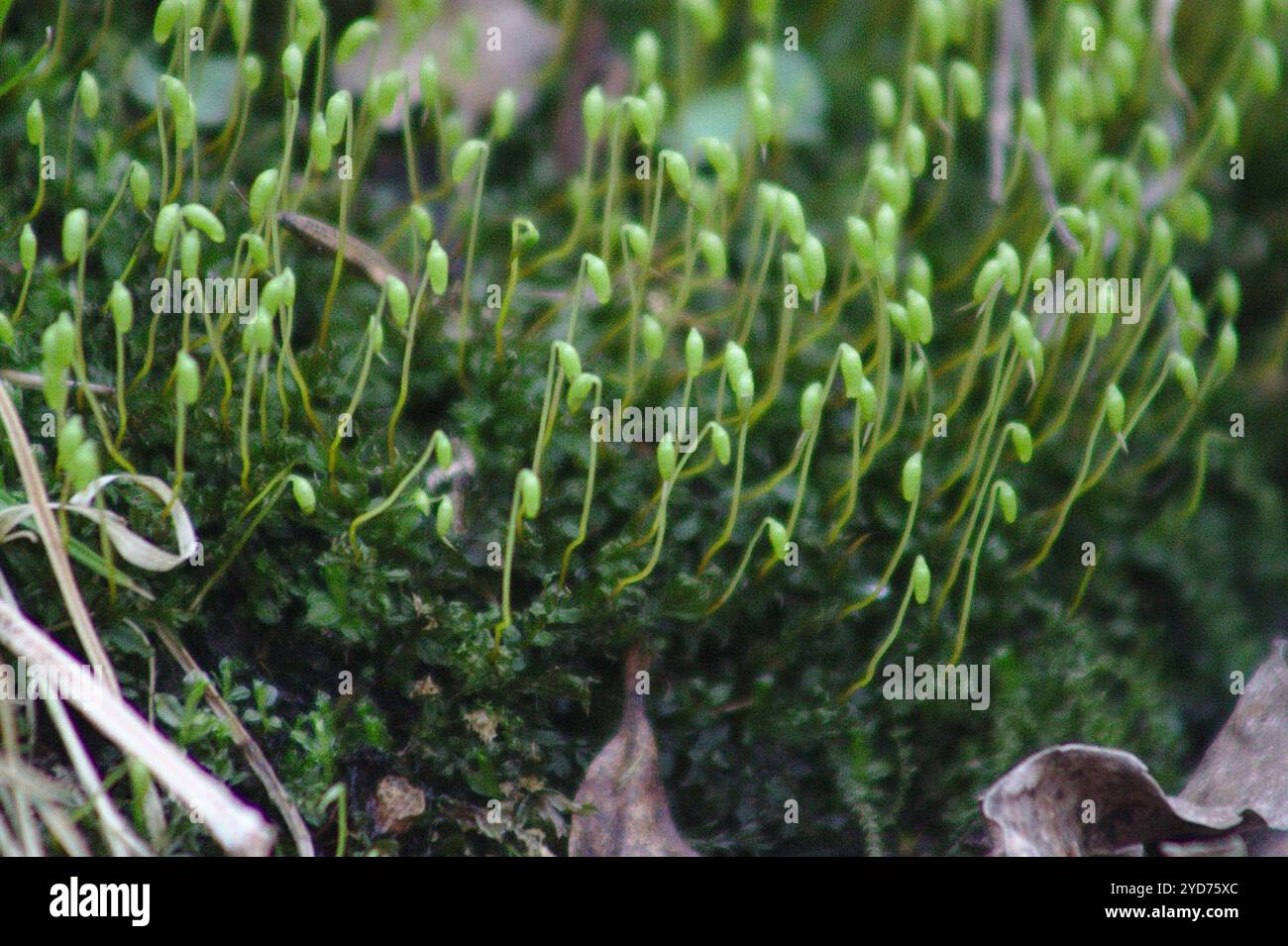 Thyme and Allied Mosses (Plagiomnium Stock Photo - Alamy
