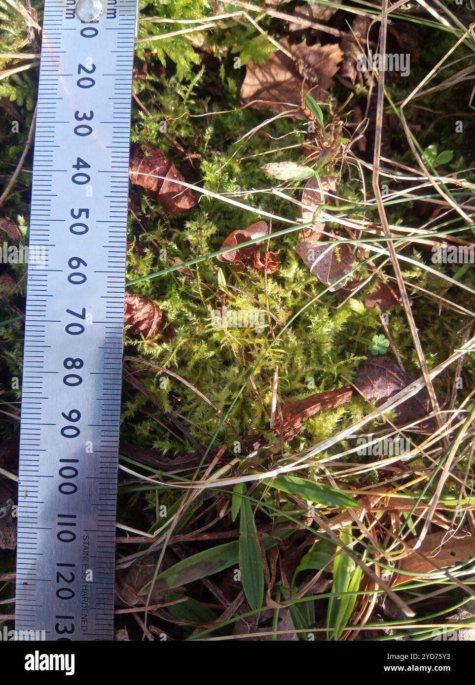 Rough-stalked Feather-moss (Brachythecium rutabulum Stock Photo - Alamy