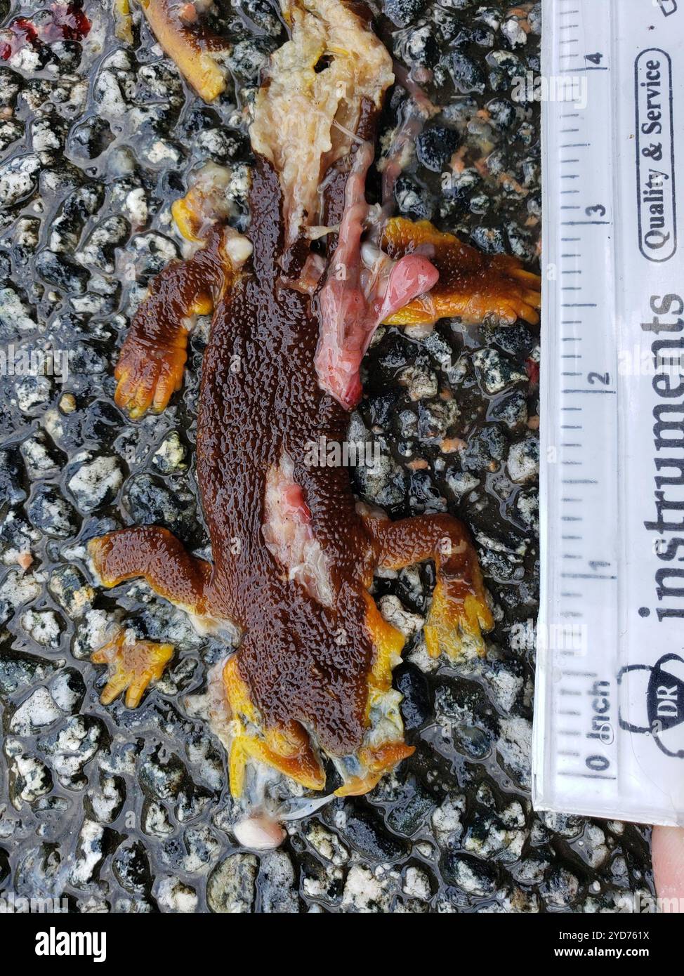 Pacific Newts (Taricha Stock Photo - Alamy