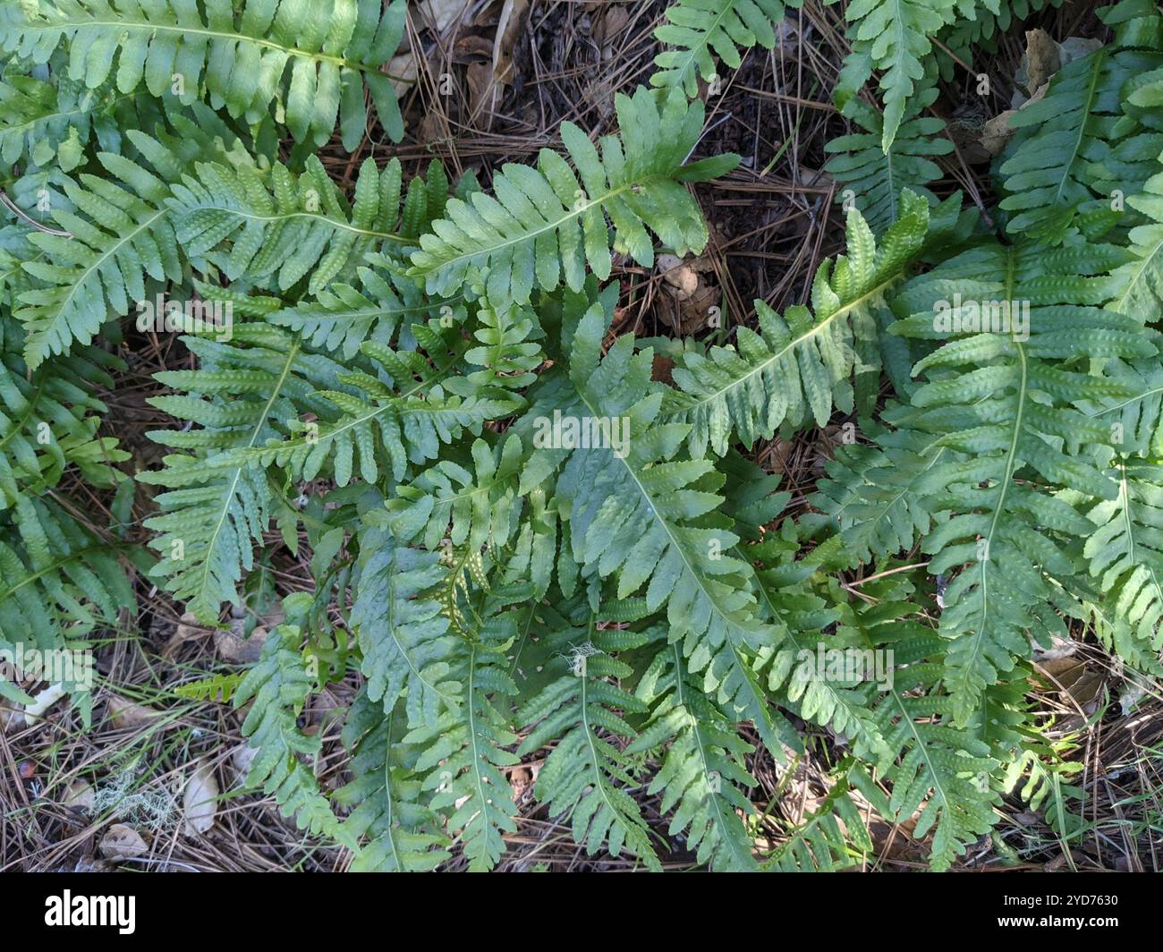 Nested Polypody (Polypodium calirhiza Stock Photo - Alamy