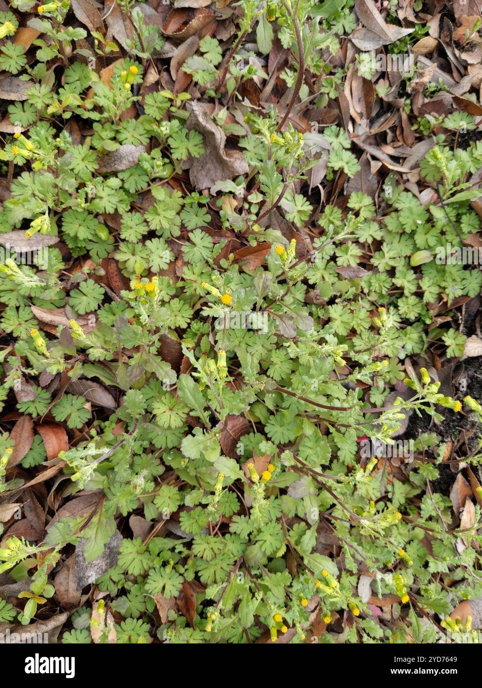 common groundsel (Senecio vulgaris Stock Photo - Alamy