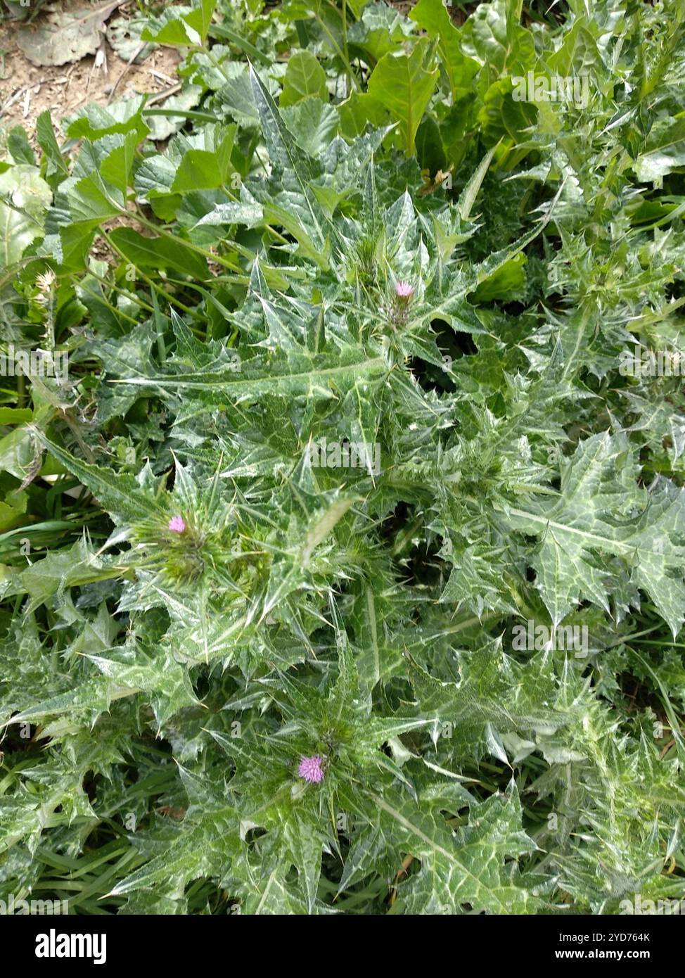 Italian thistle (Carduus pycnocephalus Stock Photo - Alamy