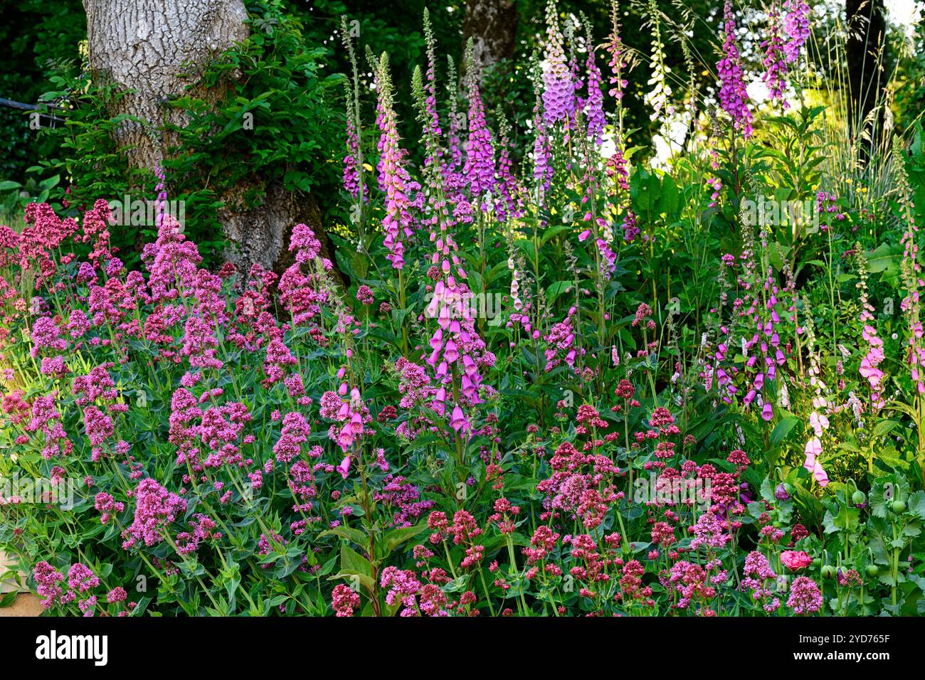 foxgloves and valerian,digitalis and centranthus,red valerian ...