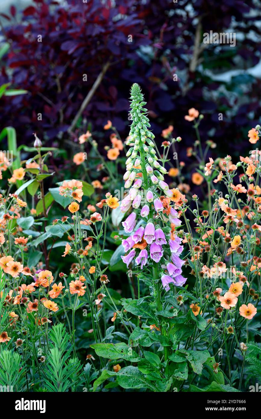 Purple foxglove and geum totally tangerine hi-res stock photography and ...