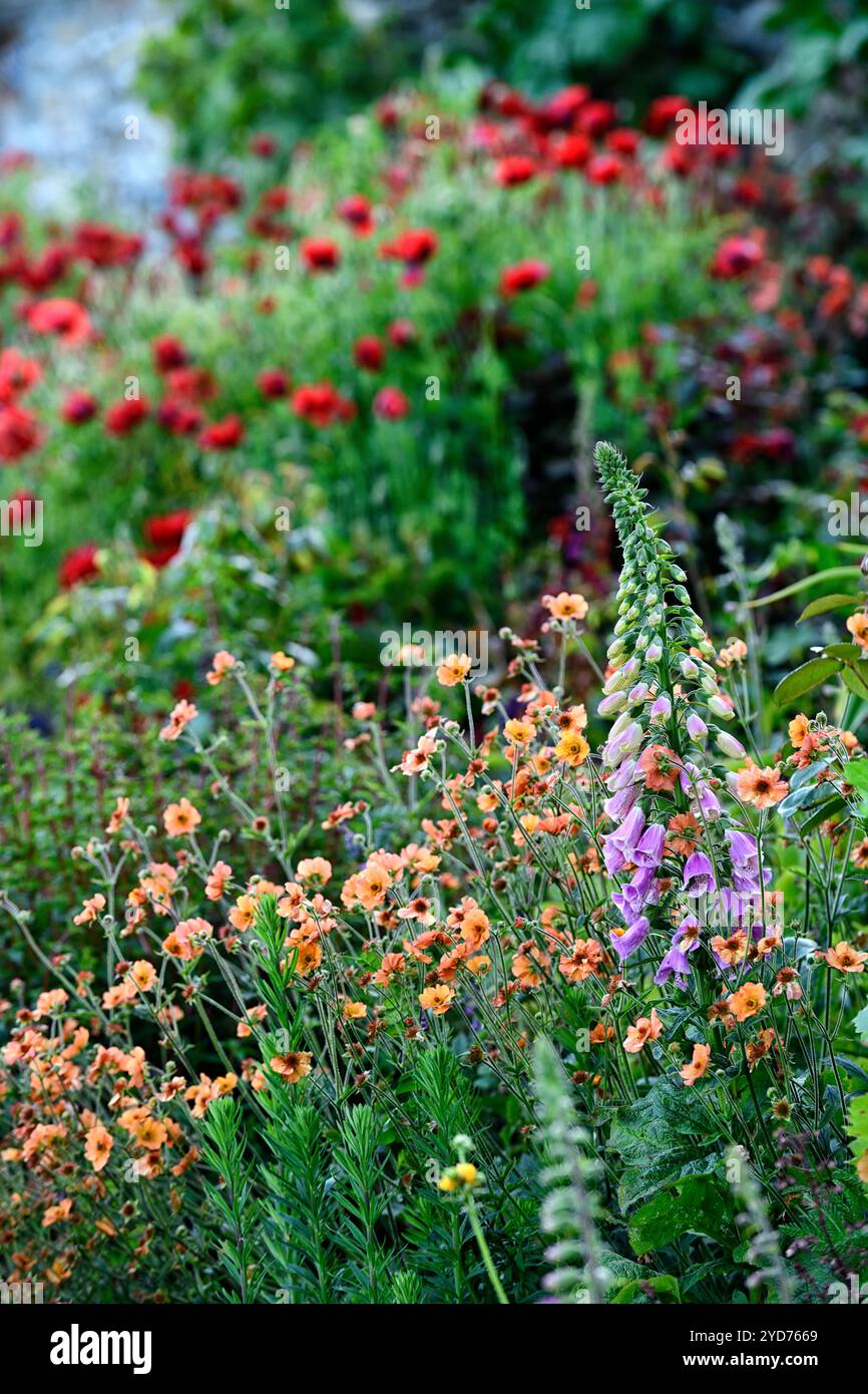 Purple foxglove and geum totally tangerine hi-res stock photography and ...