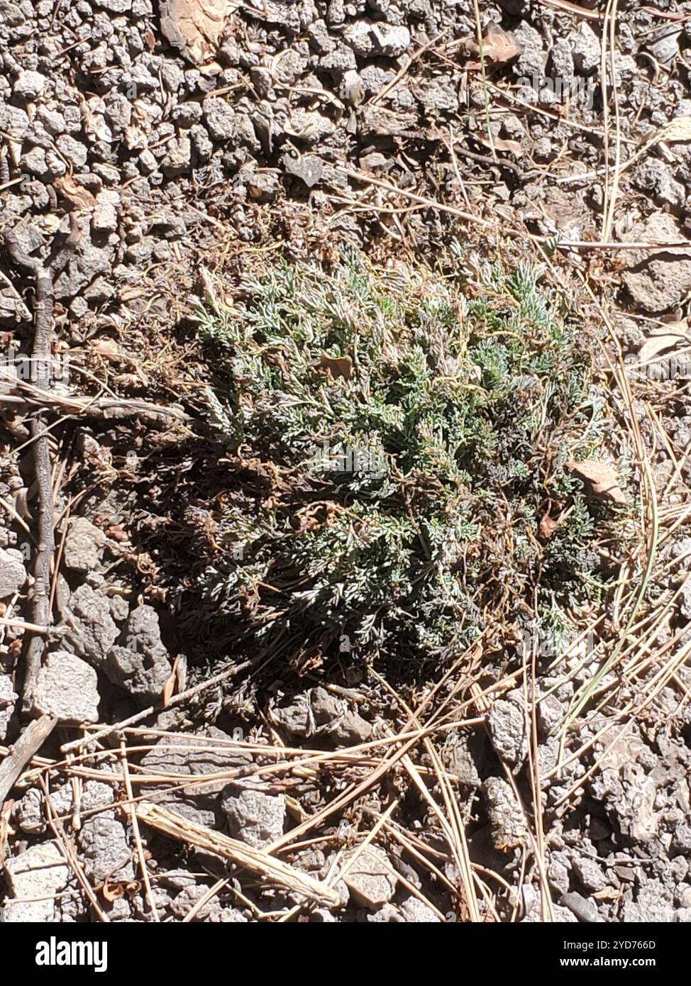 golden corydalis (Corydalis aurea Stock Photo - Alamy