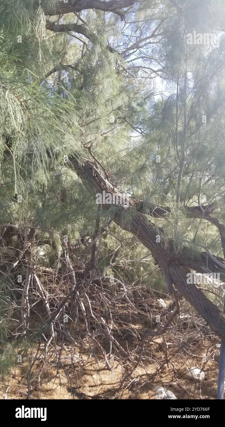 Tamarix aphylla hi-res stock photography and images - Alamy