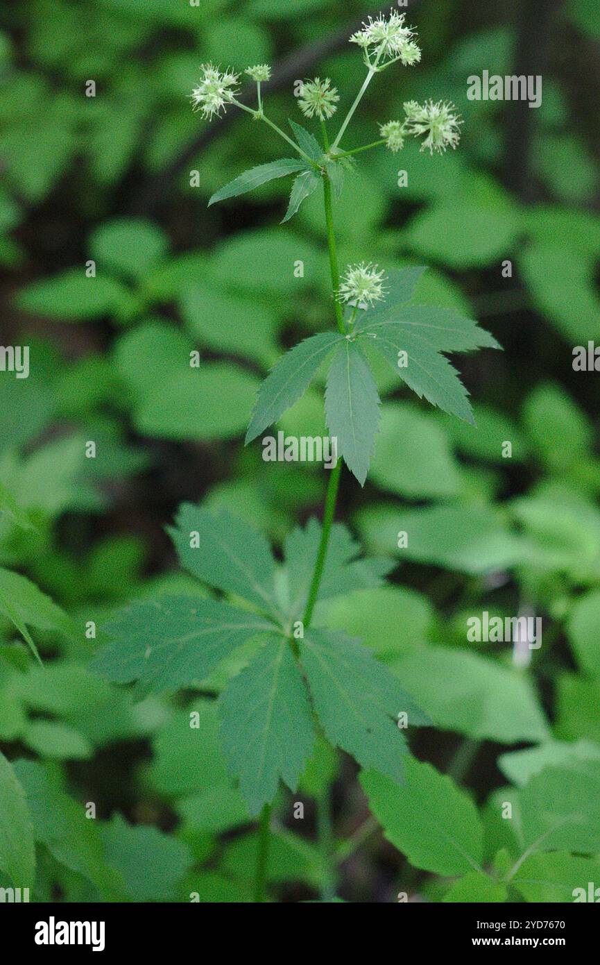 Maryland Sanicle (Sanicula marilandica Stock Photo - Alamy