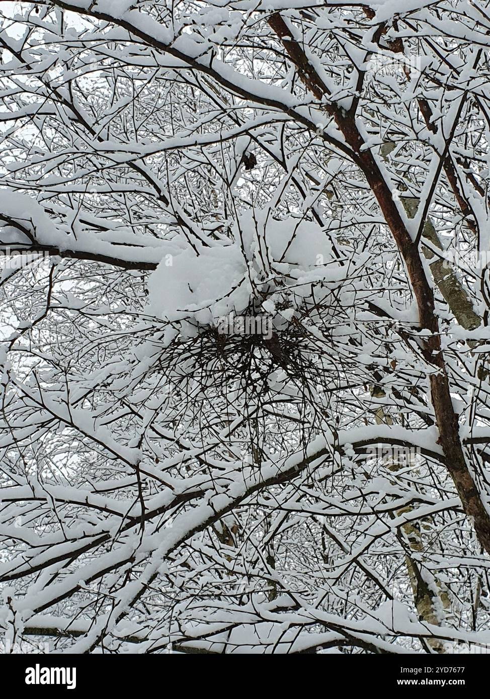 Birch Witch's-broom (Taphrina betulina Stock Photo - Alamy