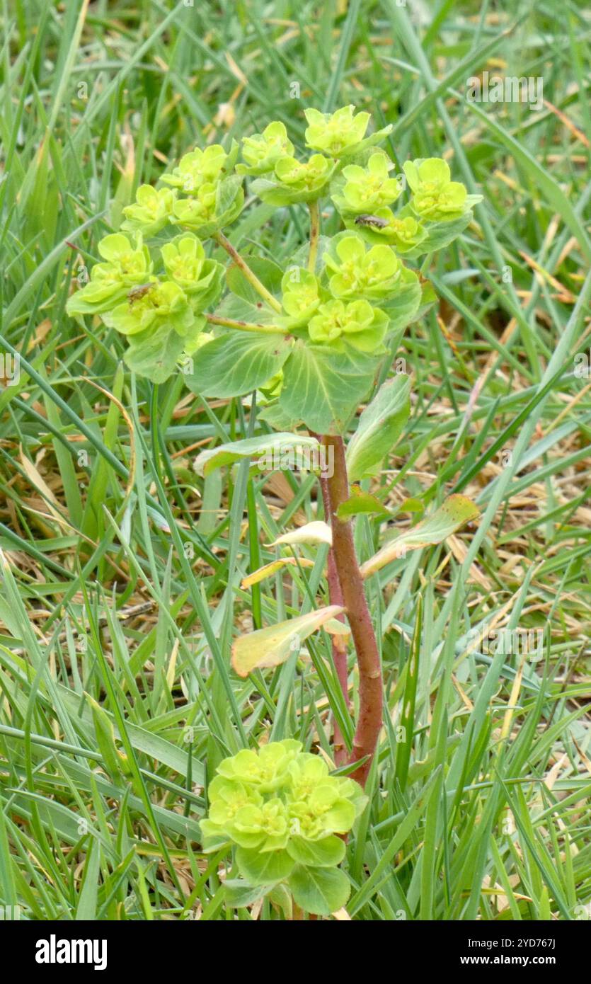 Sun spurge (Euphorbia helioscopia Stock Photo - Alamy