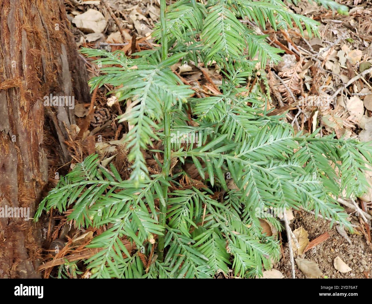 coast redwood (Sequoia sempervirens Stock Photo - Alamy