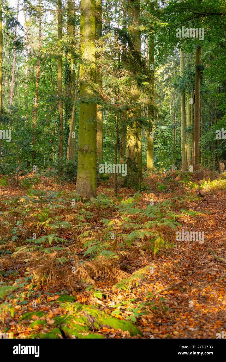 North german forest hi-res stock photography and images - Alamy