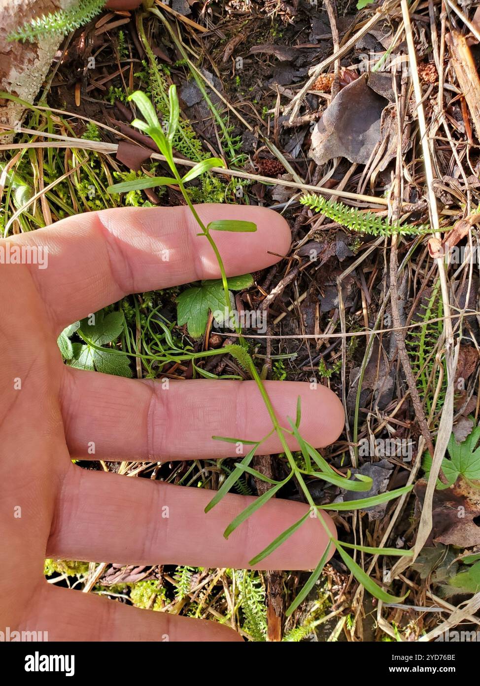 Gairdner's Yampah (Perideridia gairdneri Stock Photo - Alamy