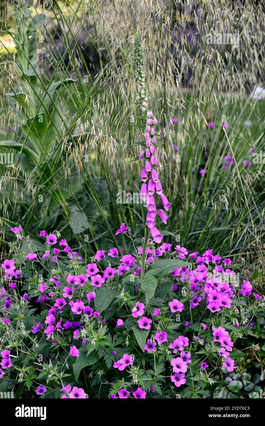 Digitalis and stipa gigantea hi-res stock photography and images - Alamy