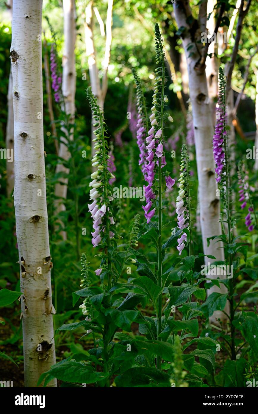 digitalis purpurea,foxglove,foxgloves,tree grove,Betula pendula,silver ...
