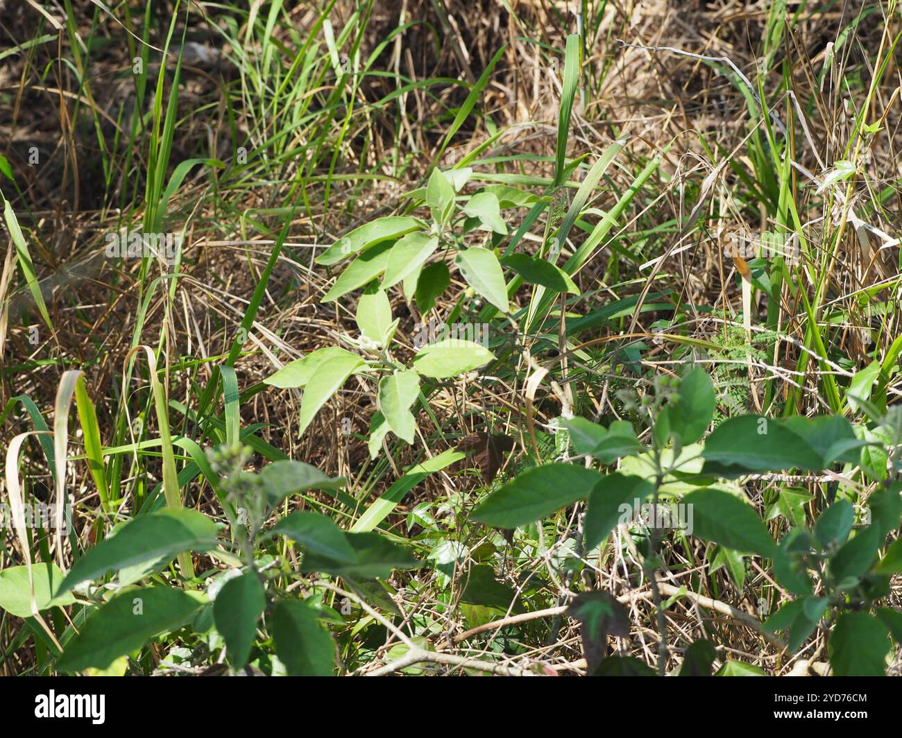 potato tree (Solanum erianthum Stock Photo - Alamy