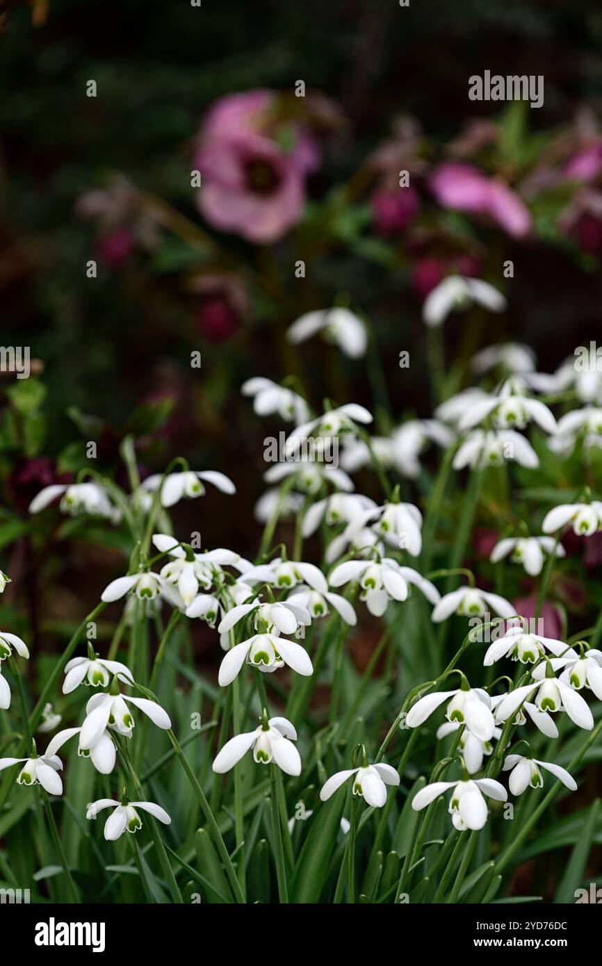 Galanthus greatorex double snowdrop hi-res stock photography and images ...