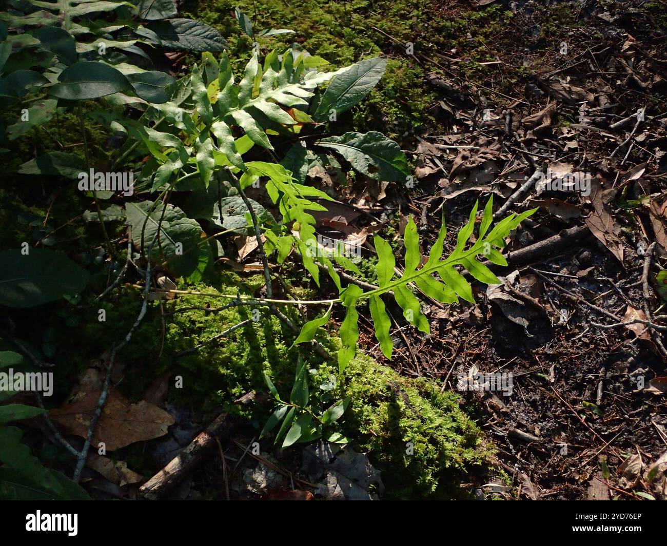 netted chain fern (Woodwardia areolata Stock Photo - Alamy