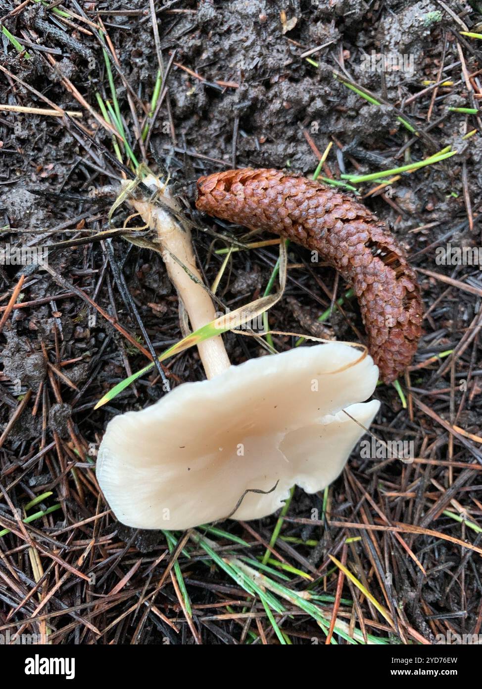 Fragrant Funnel (Clitocybe fragrans Stock Photo - Alamy