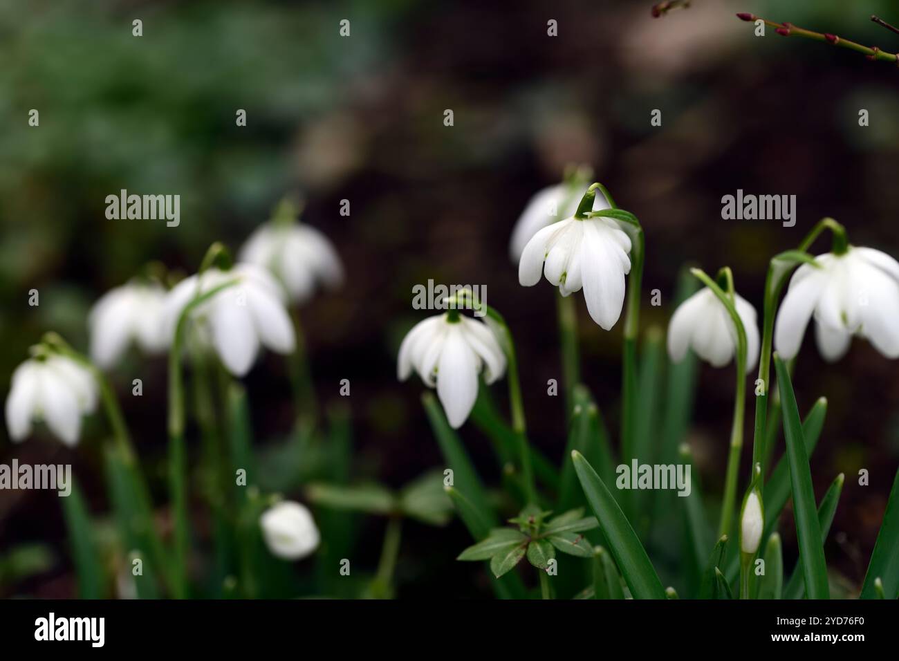 Galanthus nivalis flore pleno, double snowdrop,double snowdrop,double ...