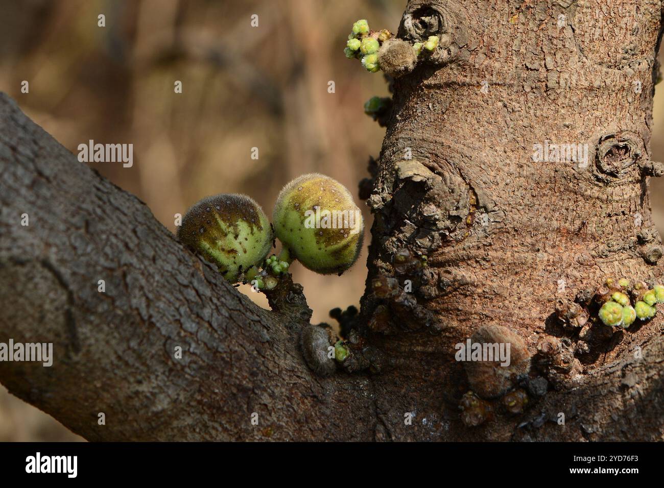 Opposite Leaf Fig (Ficus hispida Stock Photo - Alamy