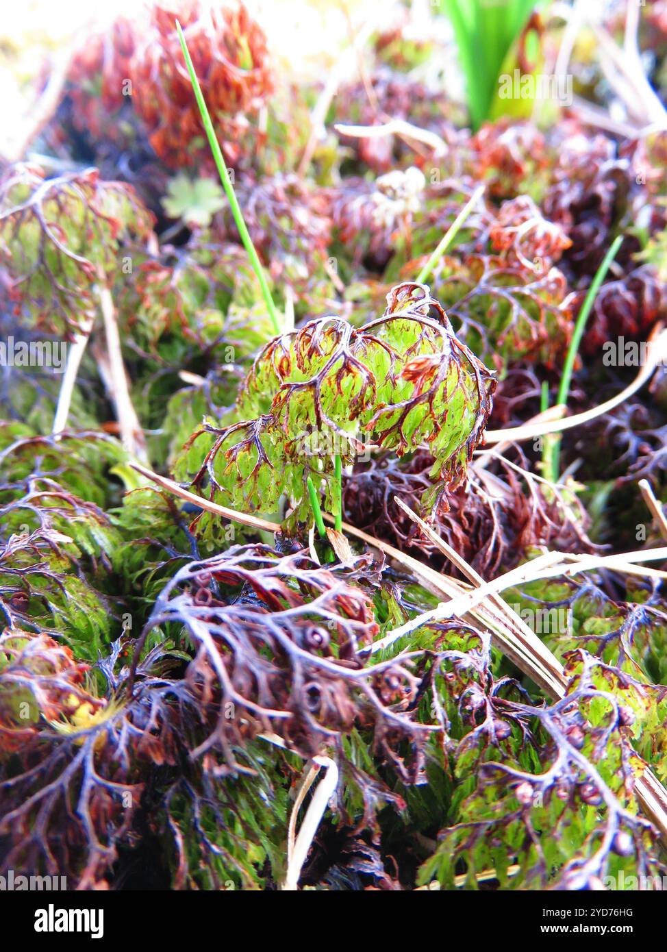 much-divided filmy fern (Hymenophyllum multifidum Stock Photo - Alamy