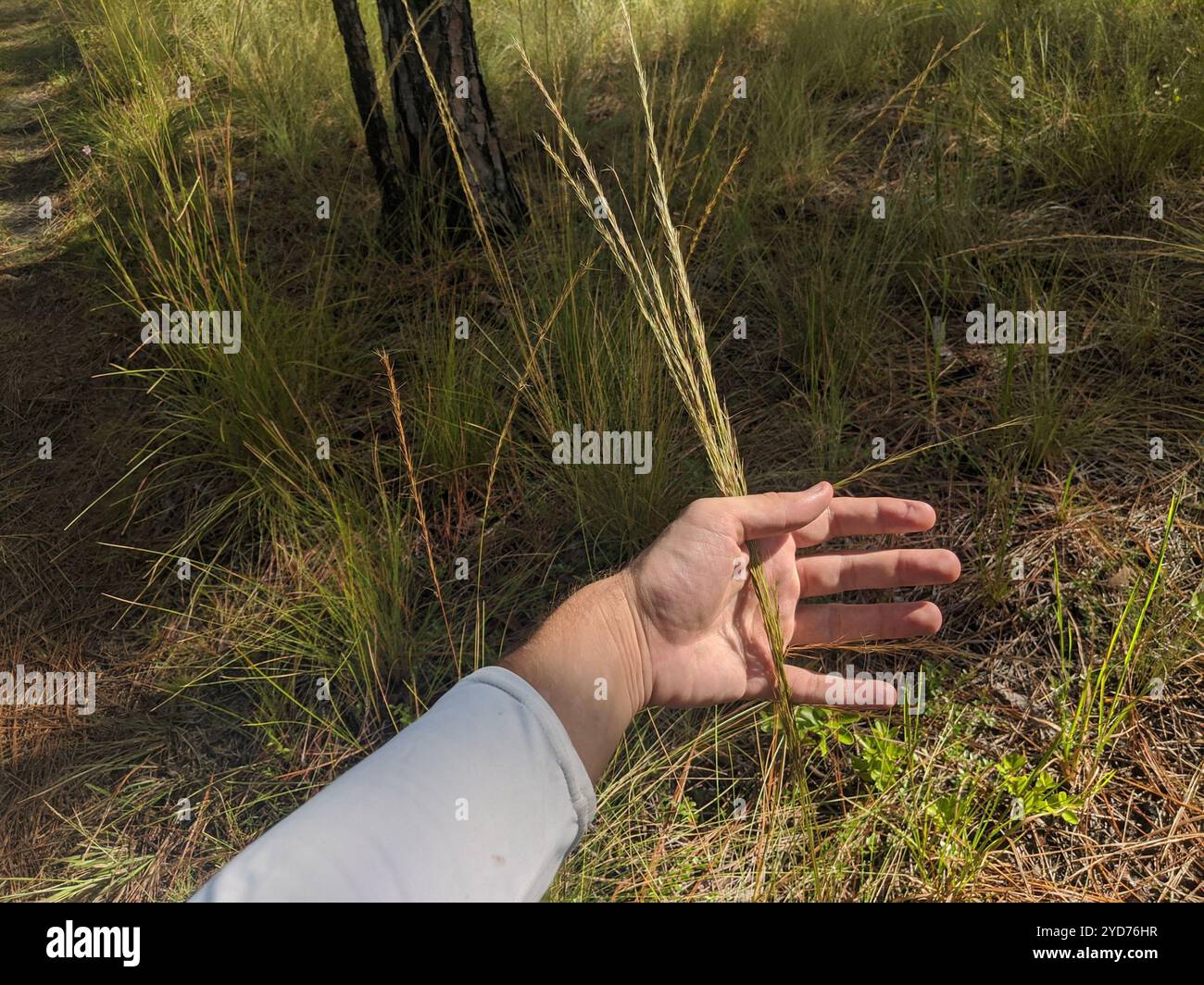 Wire grass (Aristida stricta Stock Photo - Alamy