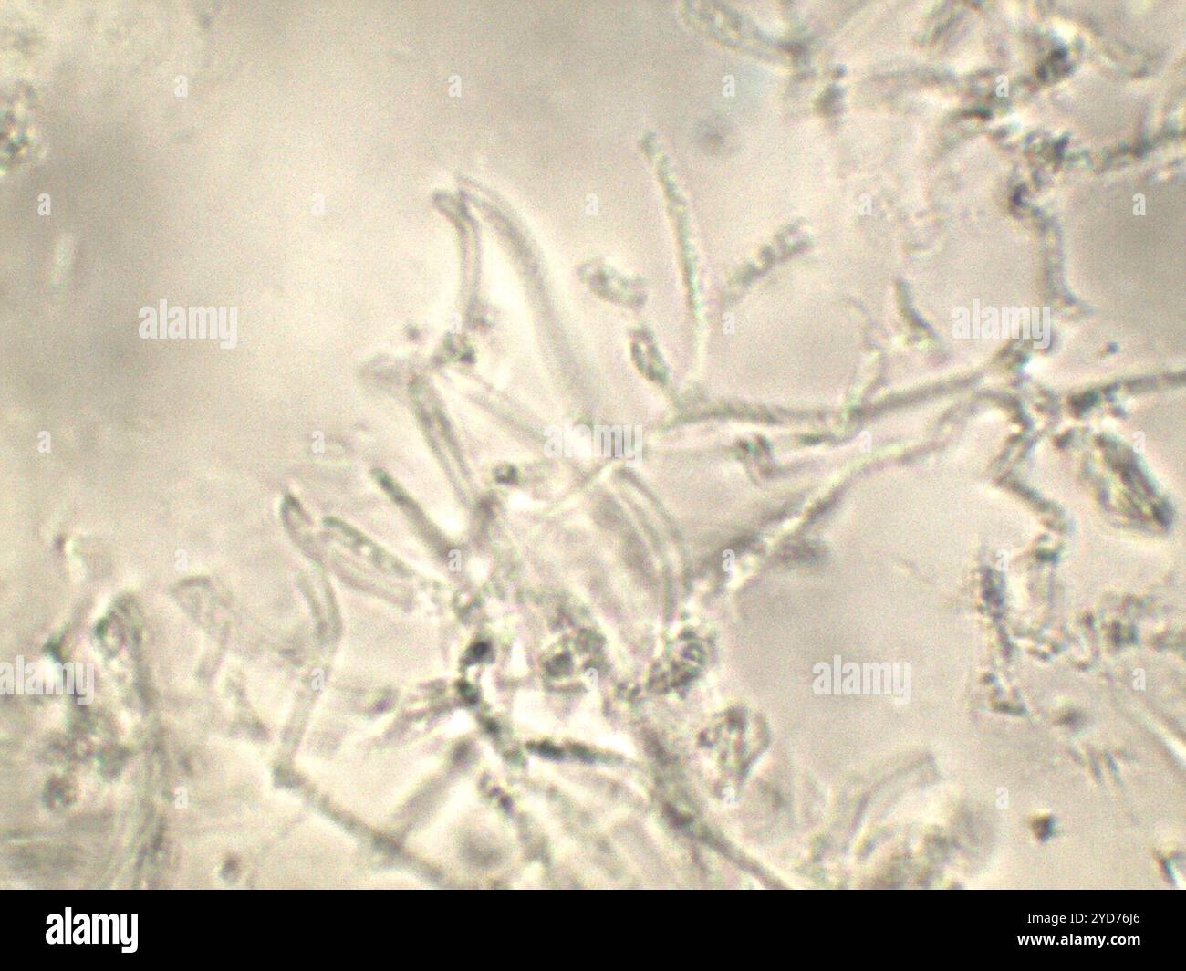 Basidiomycete Fungi (Basidiomycota Stock Photo - Alamy