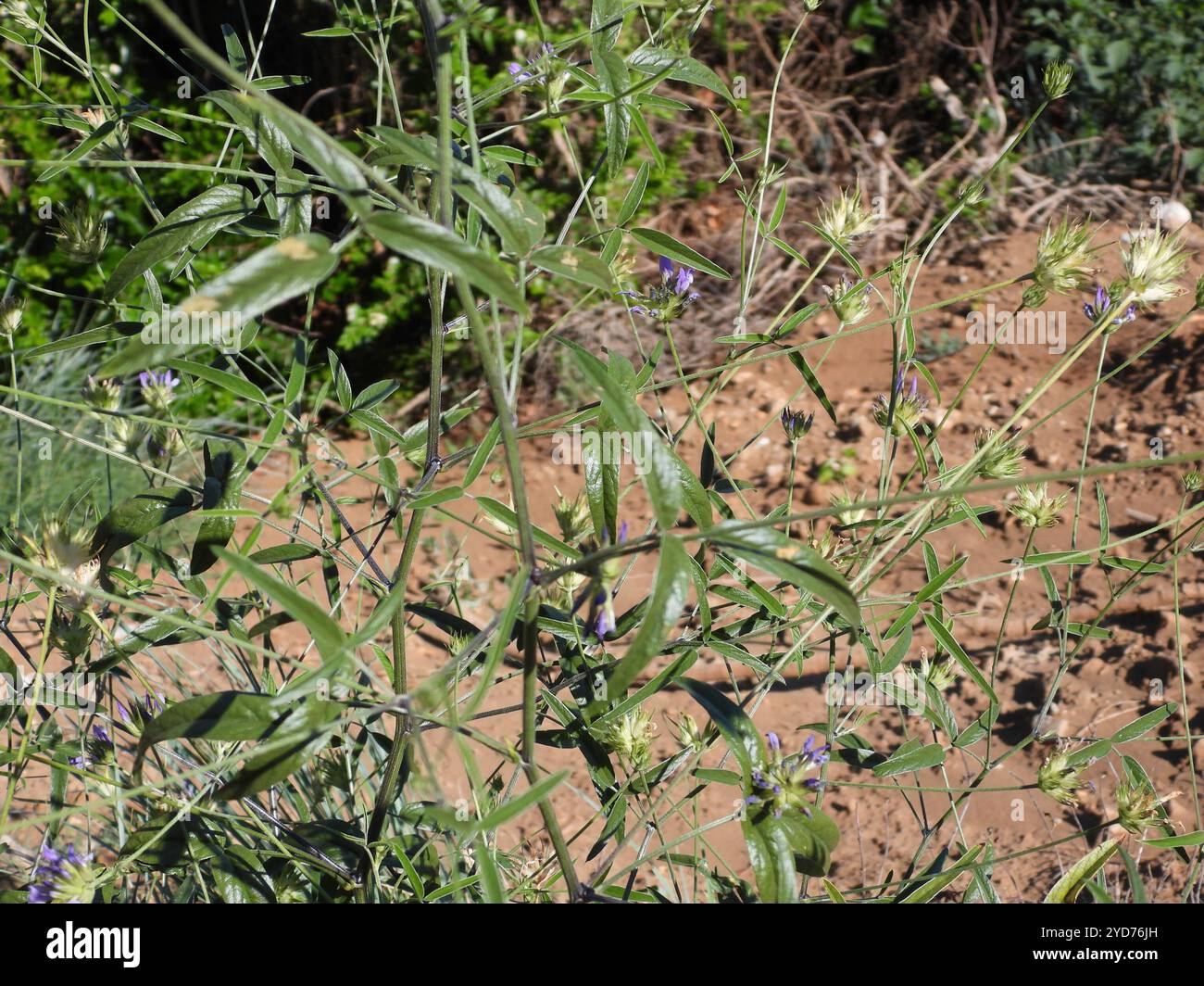 arabian pea (Bituminaria bituminosa Stock Photo - Alamy