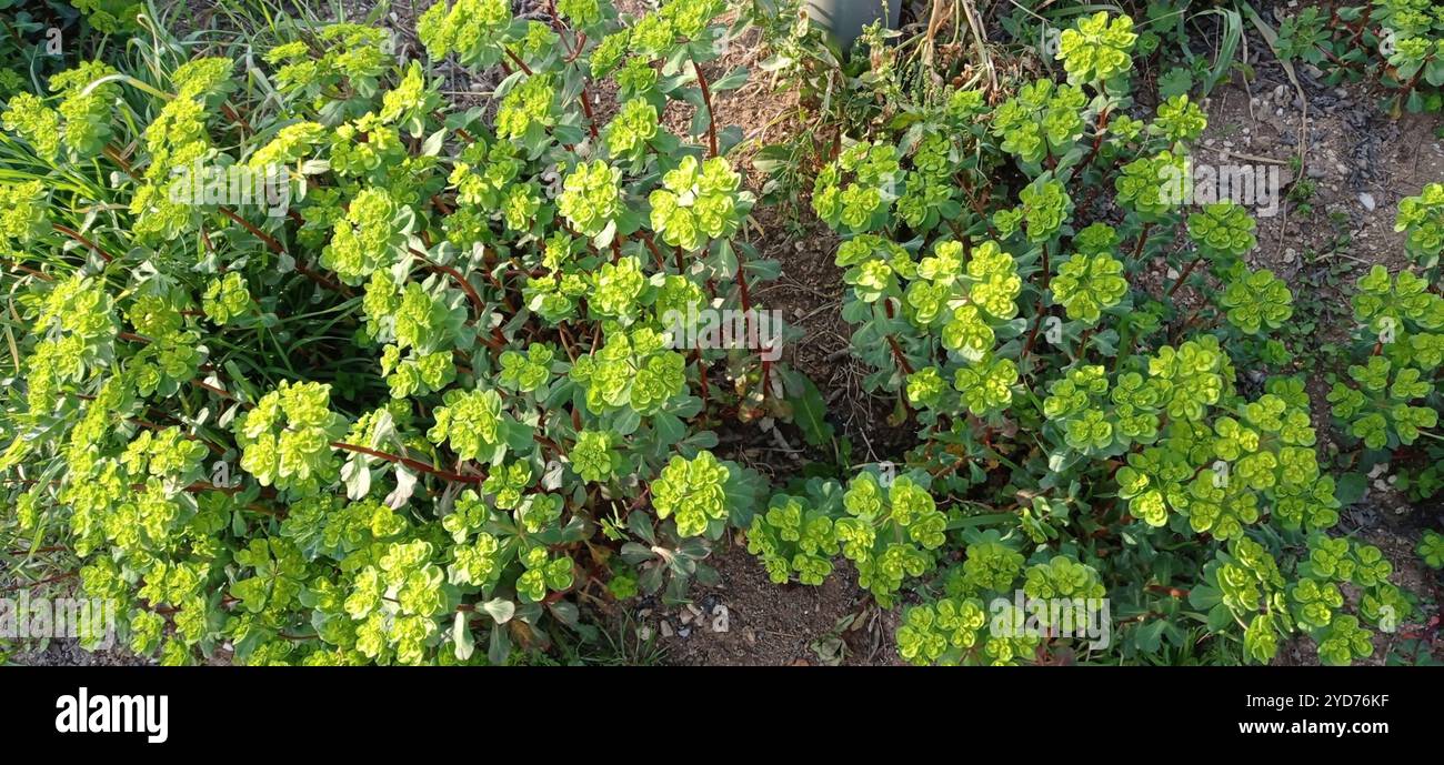 Sun spurge (Euphorbia helioscopia Stock Photo - Alamy