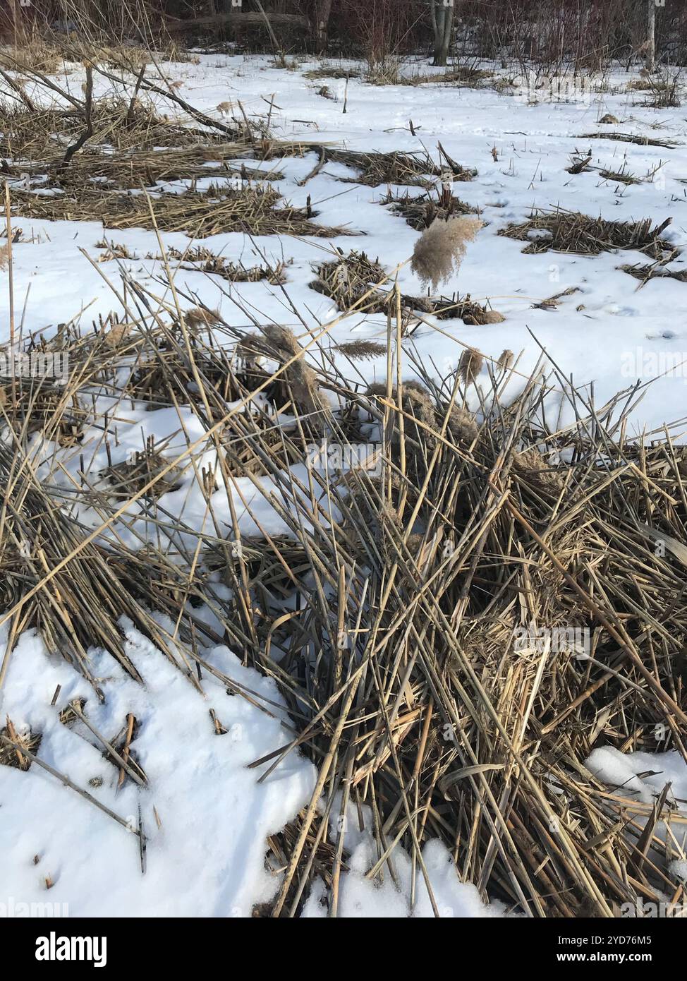 European reed (Phragmites australis australis Stock Photo - Alamy