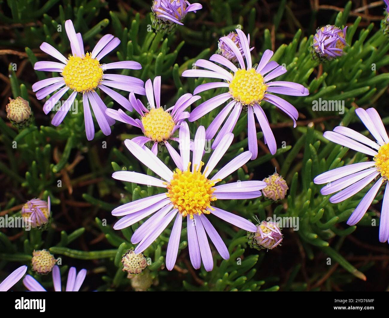 Fine Felicia (Felicia filifolia Stock Photo - Alamy