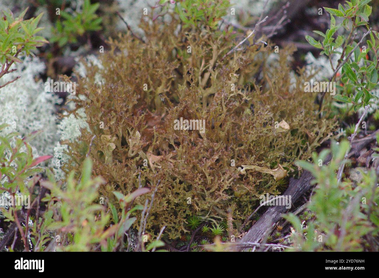 Sieve Lichen (Cladonia multiformis Stock Photo - Alamy