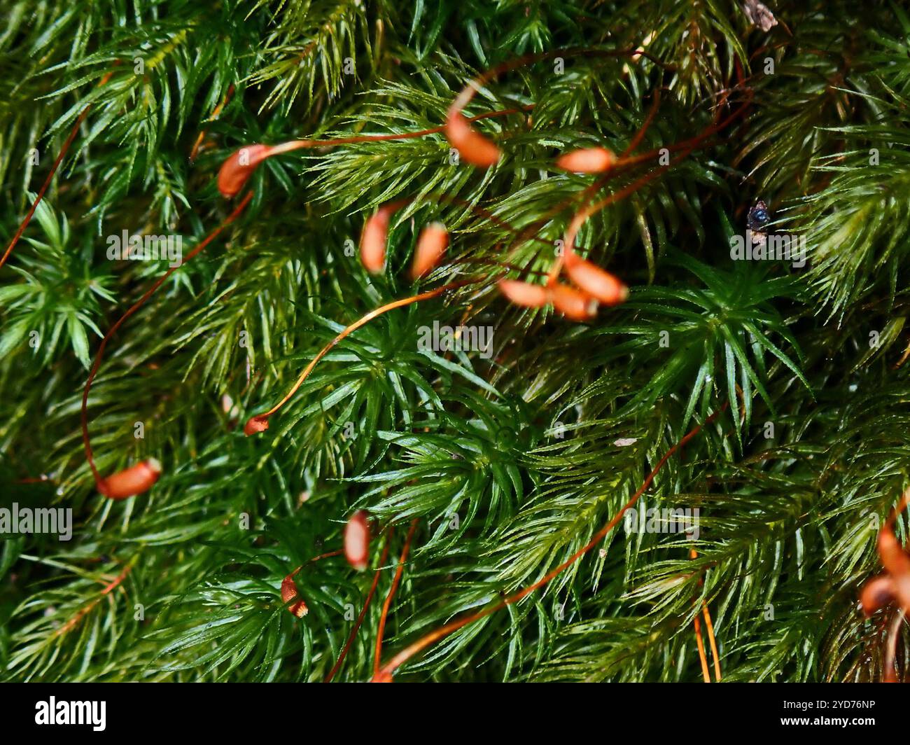 pyrrhobryum moss (Pyrrhobryum spiniforme Stock Photo - Alamy