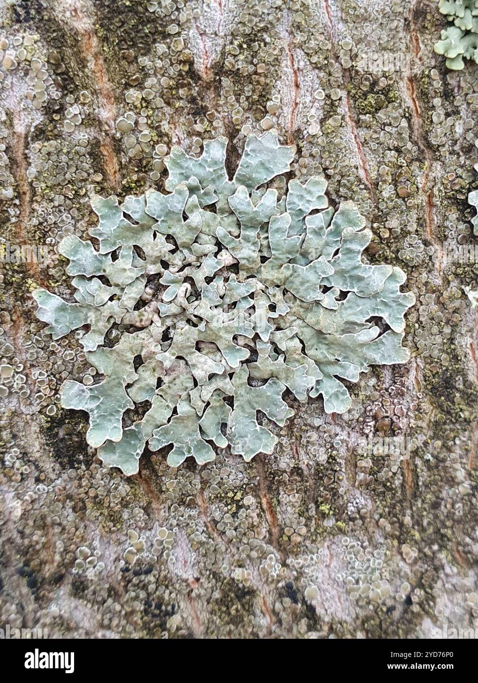 shield lichen (Parmelia sulcata Stock Photo - Alamy