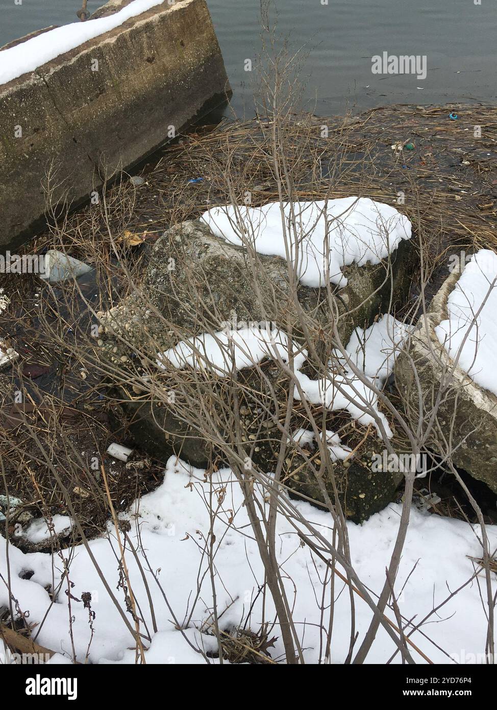 marsh elder (Iva frutescens Stock Photo - Alamy